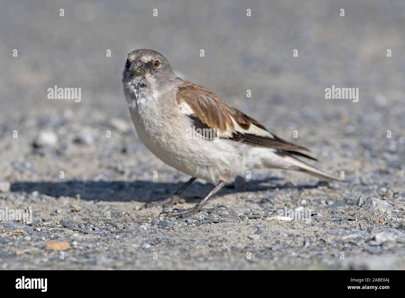 White winged snowfinch hi-res stock photography and images - Alamy