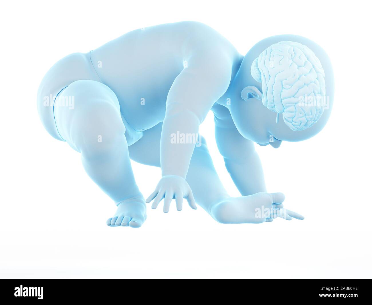 3d rendered medically accurate illustration of the brain of a baby ...