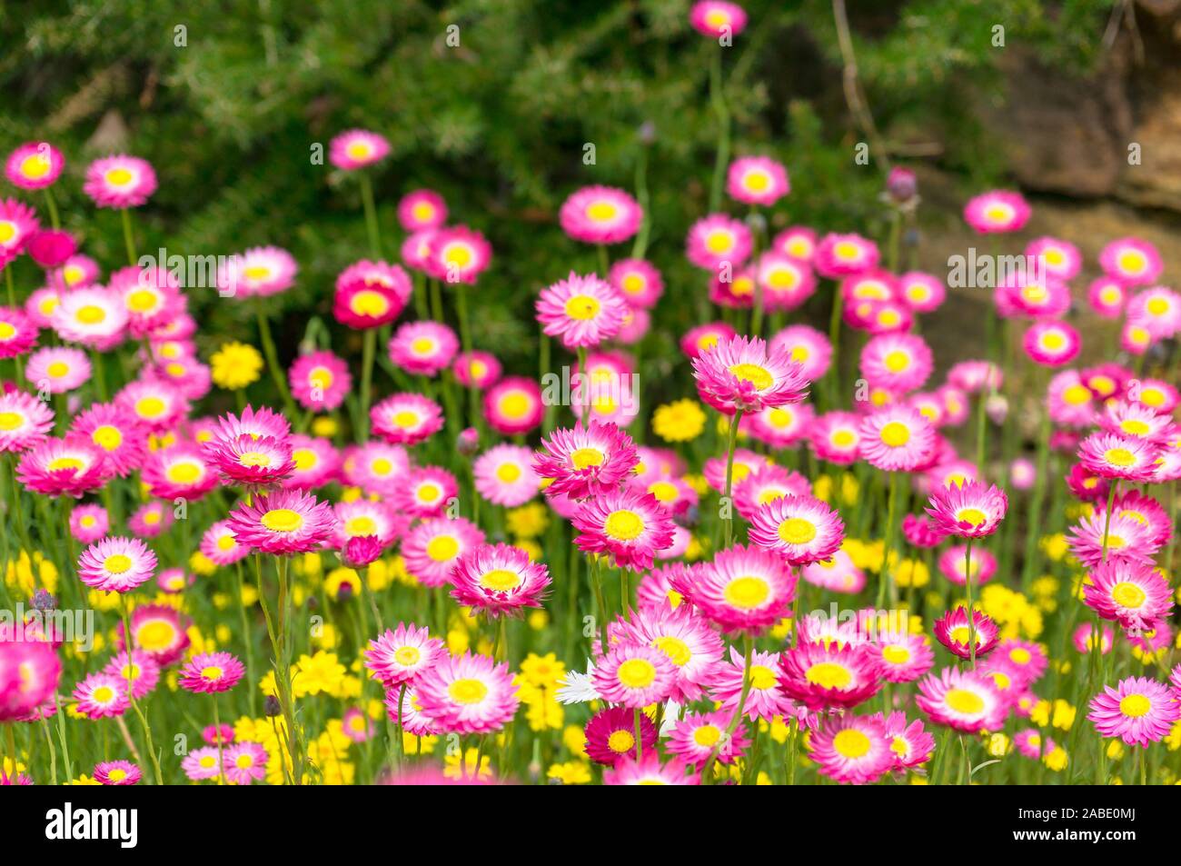 Australian native paper daisy hi-res stock photography and images - Alamy
