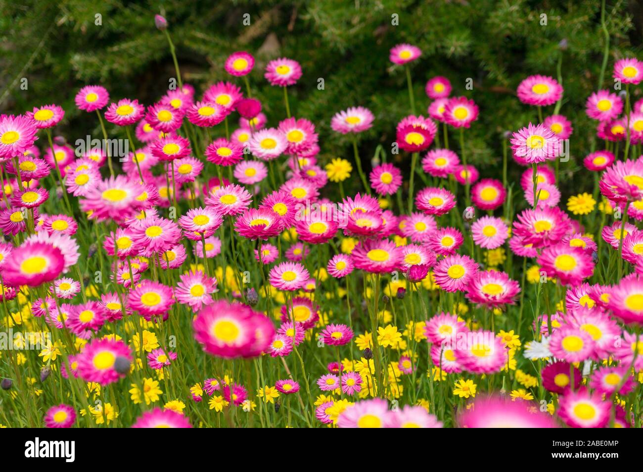 Australian native paper daisy hi-res stock photography and images - Alamy