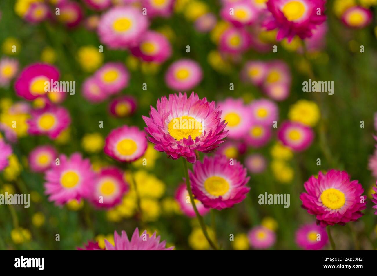 Australian native paper daisy flower close up nature background ...