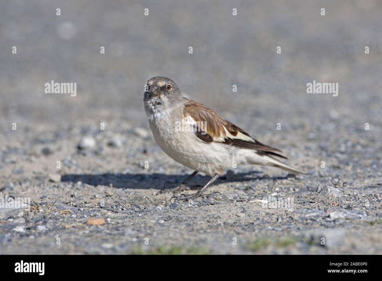 White winged snowfinches hi-res stock photography and images - Alamy