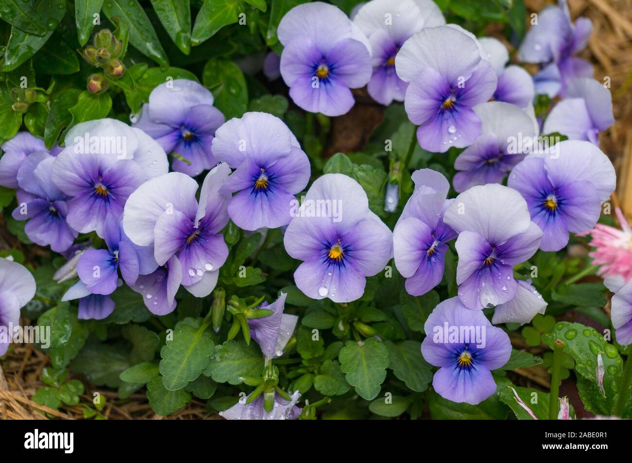 Violet viola flowers on garden bed, flowerbed close up. Nature ...
