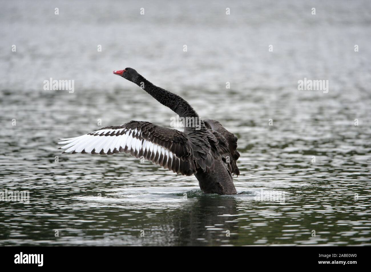 A black swan pats the water of the lake in Beijing Westlake Wetland ...
