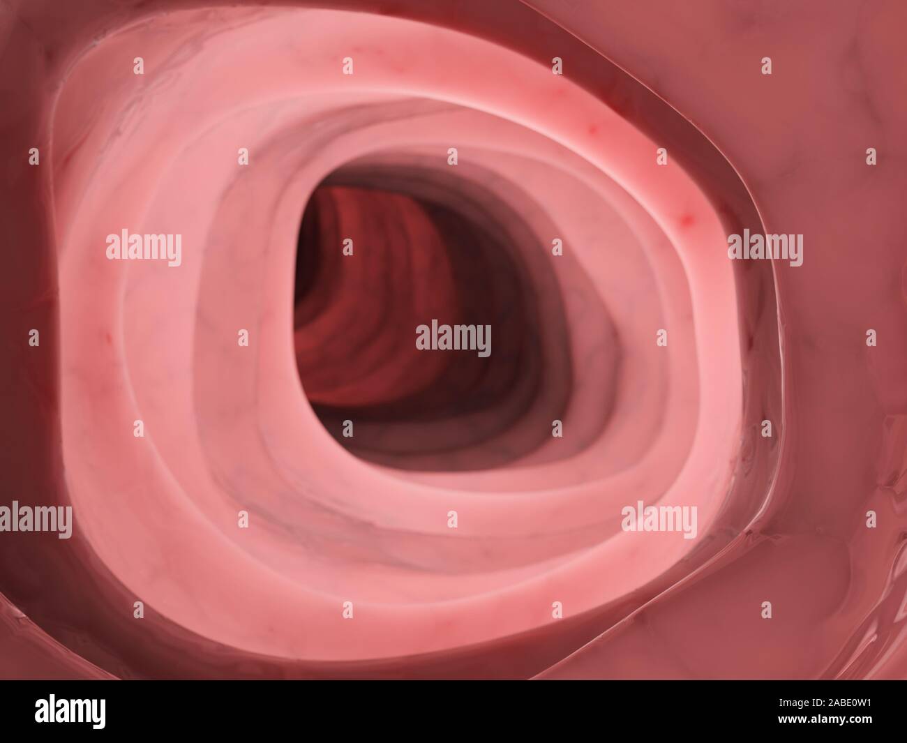 3d rendered medically accurate illustration of the inside of the human ...