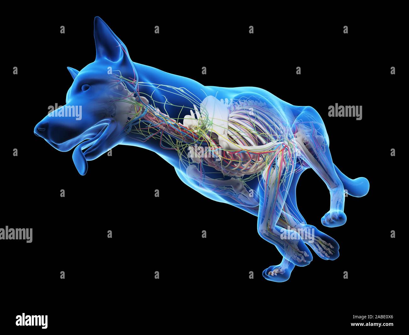 3d rendered medically accurate illustration of a dogs internal anatomy ...