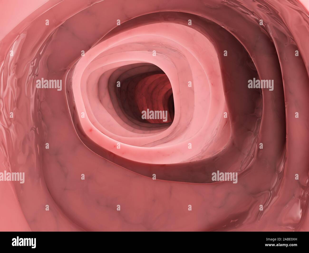3d rendered medically accurate illustration of the inside of the human ...