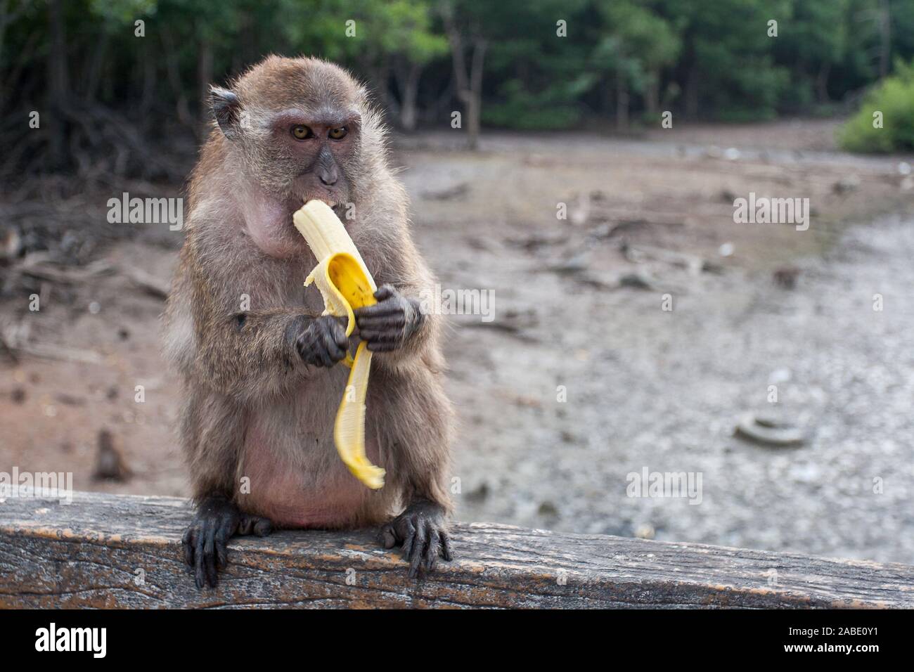 Monkey Eating Banana Funny