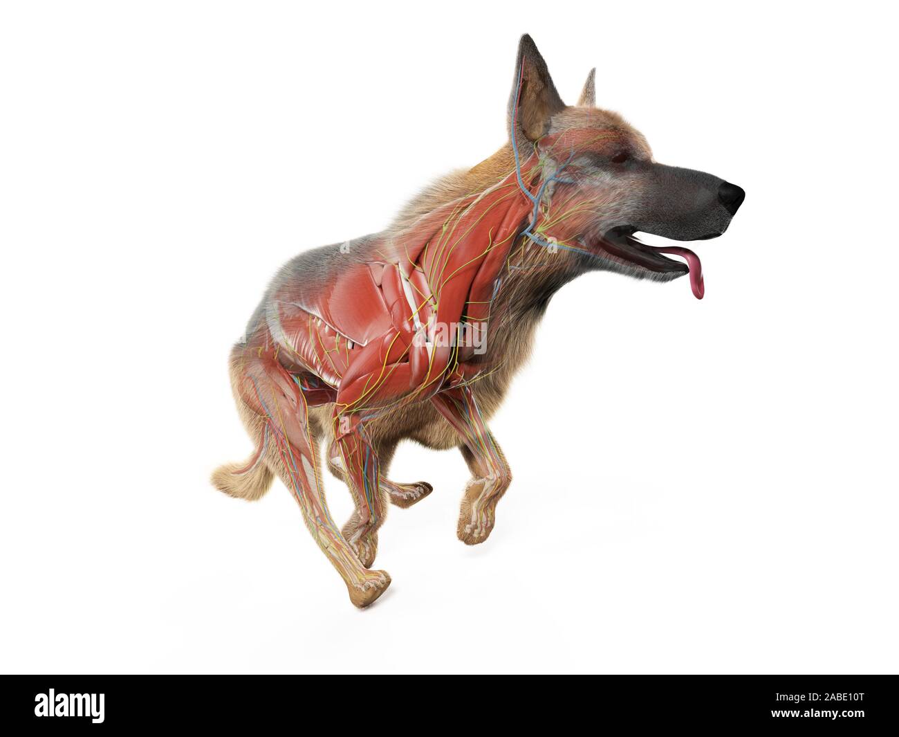 3d rendered medically accurate illustration of a dogs muscles Stock ...