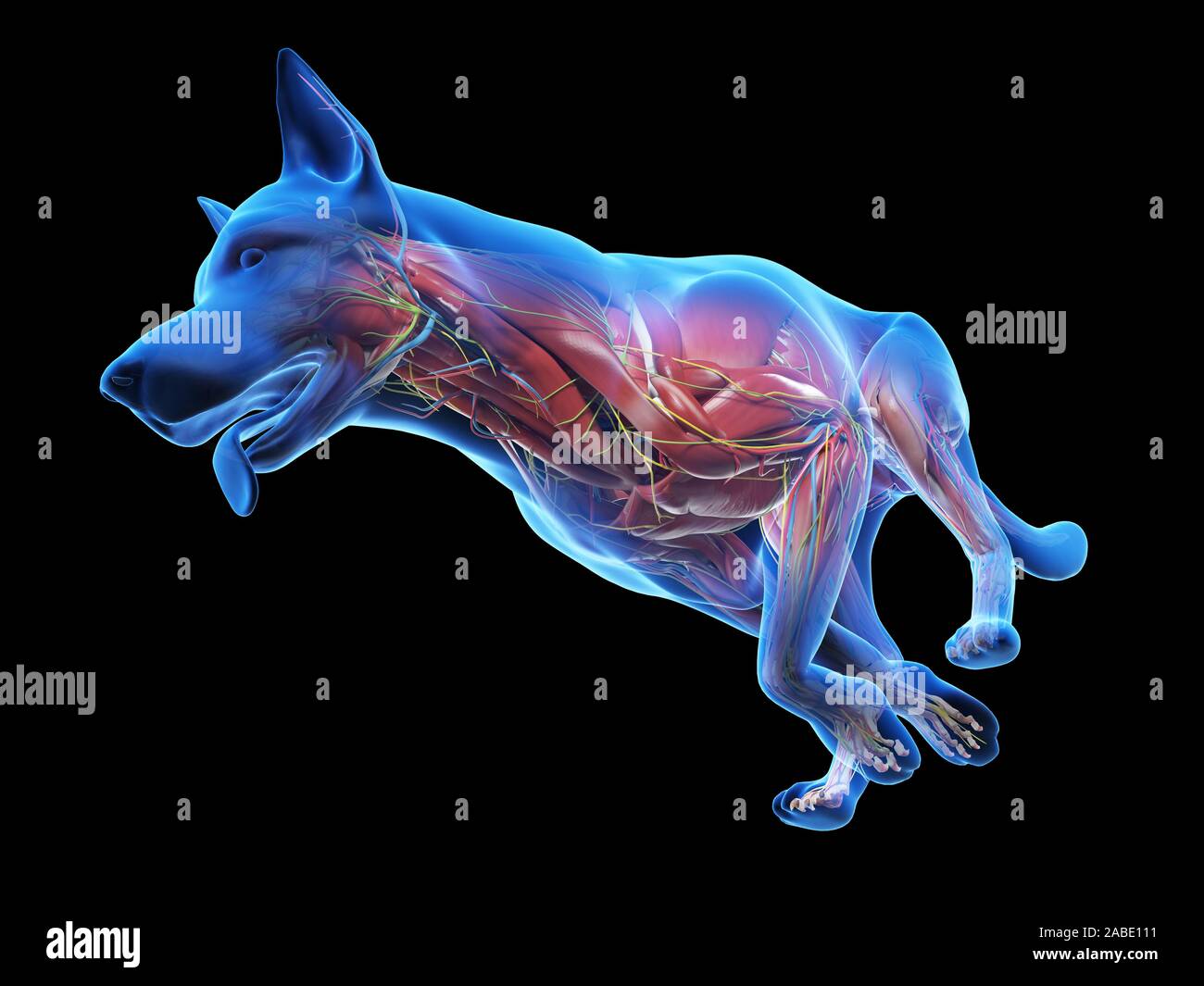 3d rendered medically accurate illustration of a dogs anatomy Stock ...