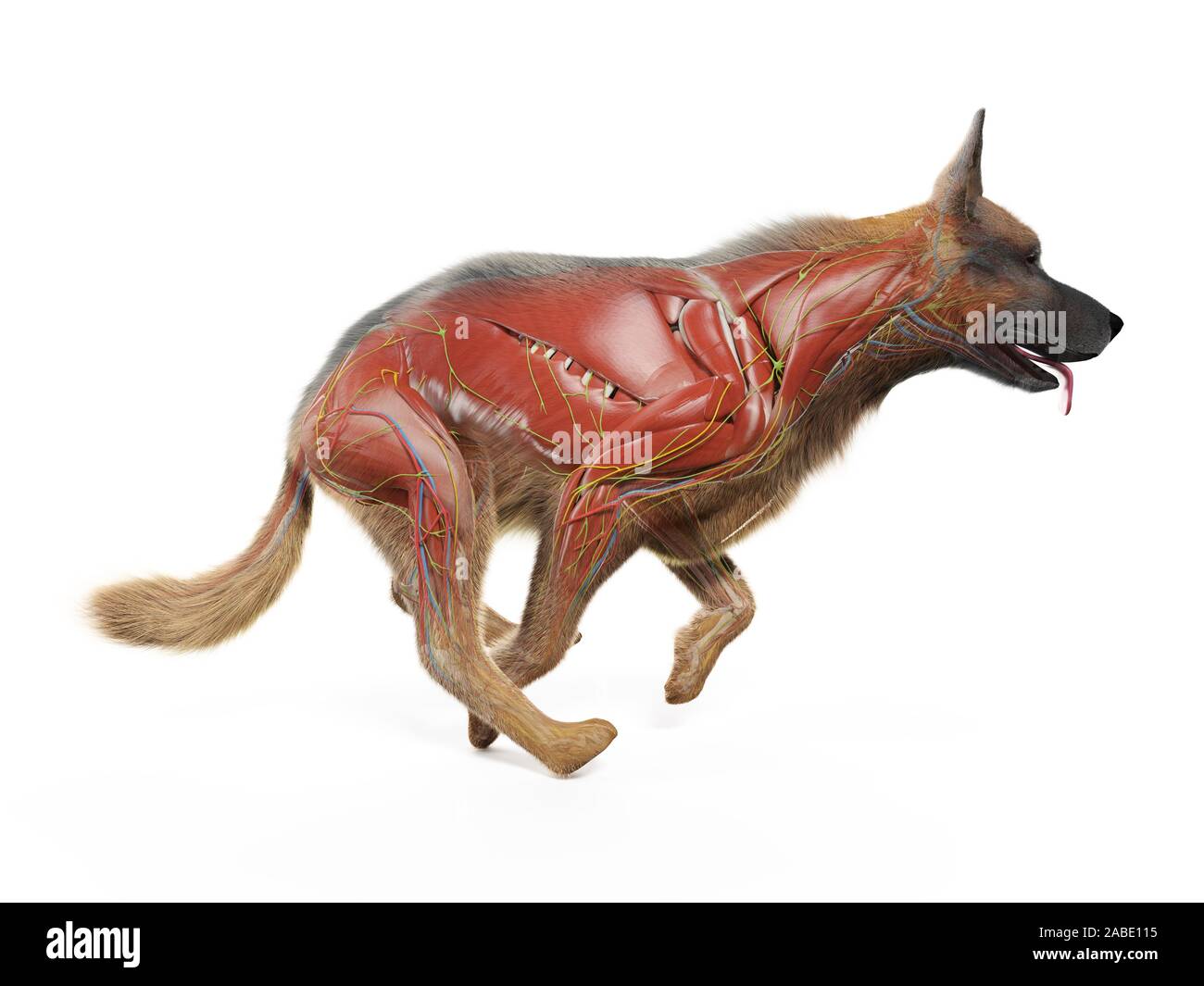 Wolf Muscle Structure