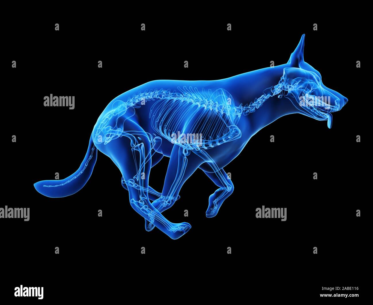 3d rendered medically accurate illustration of a dogs skeleton Stock ...