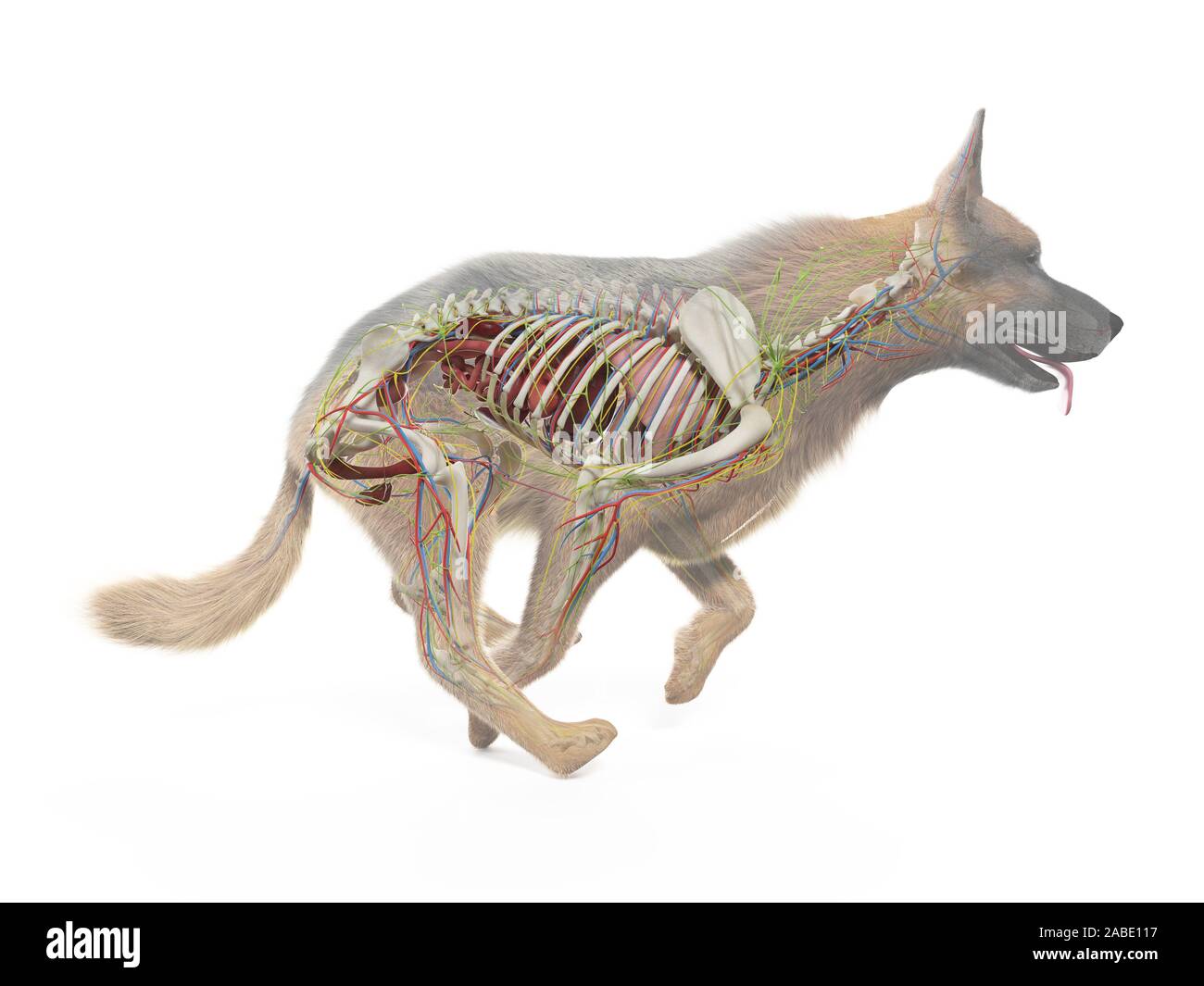 3d rendered medically accurate illustration of a dogs internal anatomy ...
