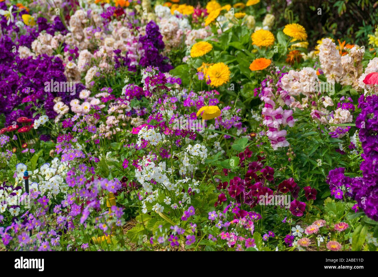 Bright and colorful spring flowers nature background Stock Photo - Alamy