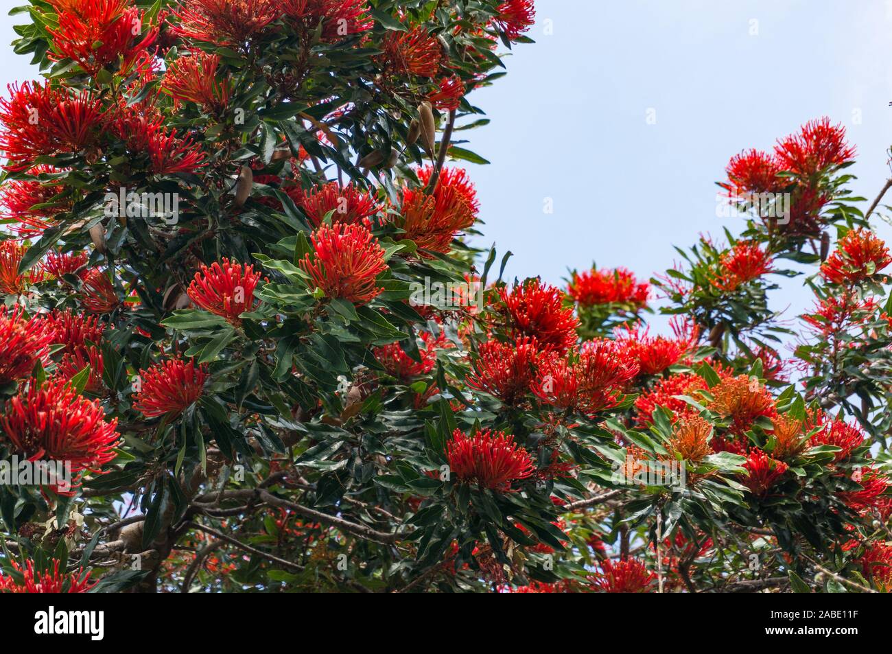 Australian native flowering tree with red blossoms. Nature background ...
