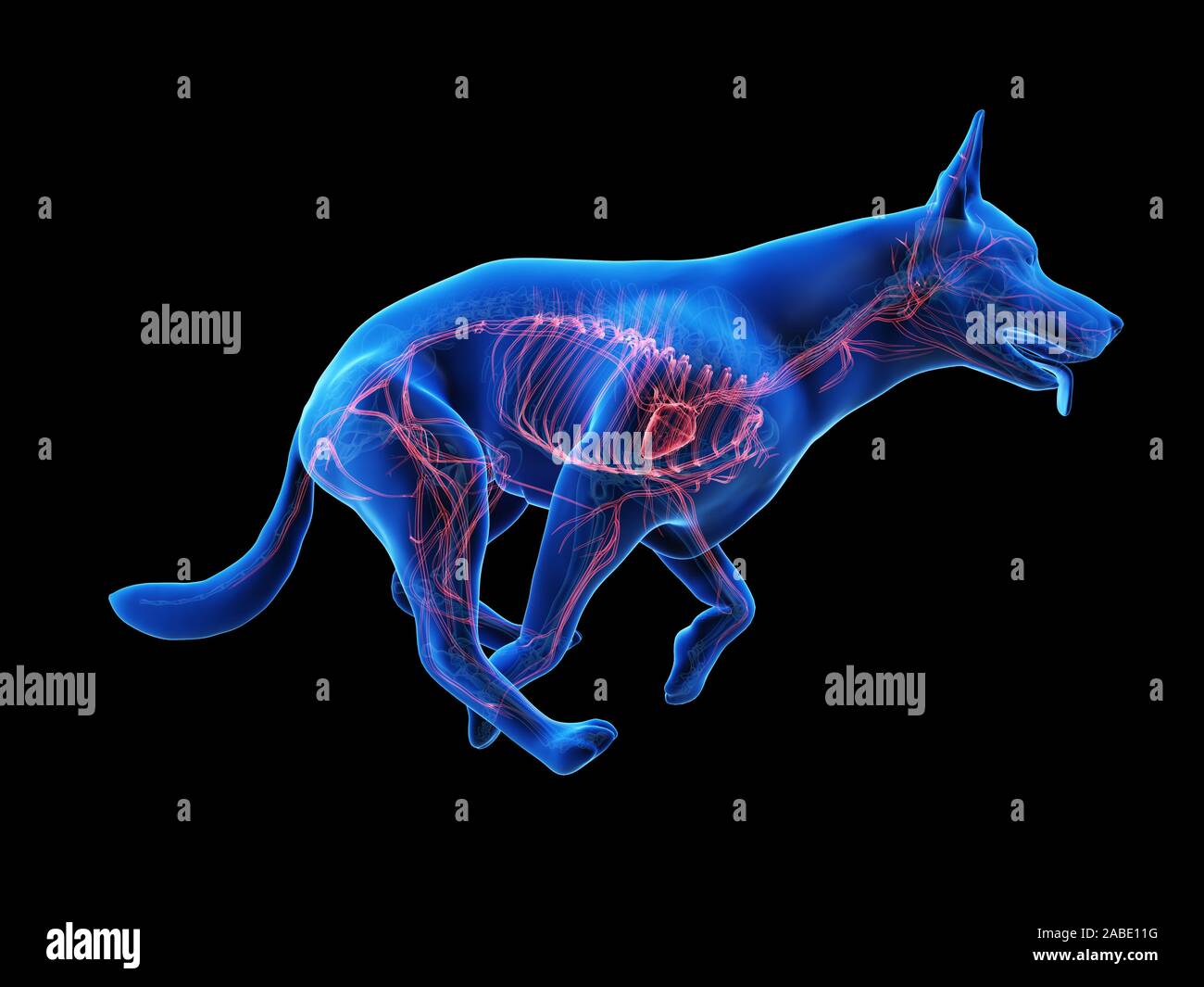 3d rendered medically accurate illustration of a dogs blood vessels ...