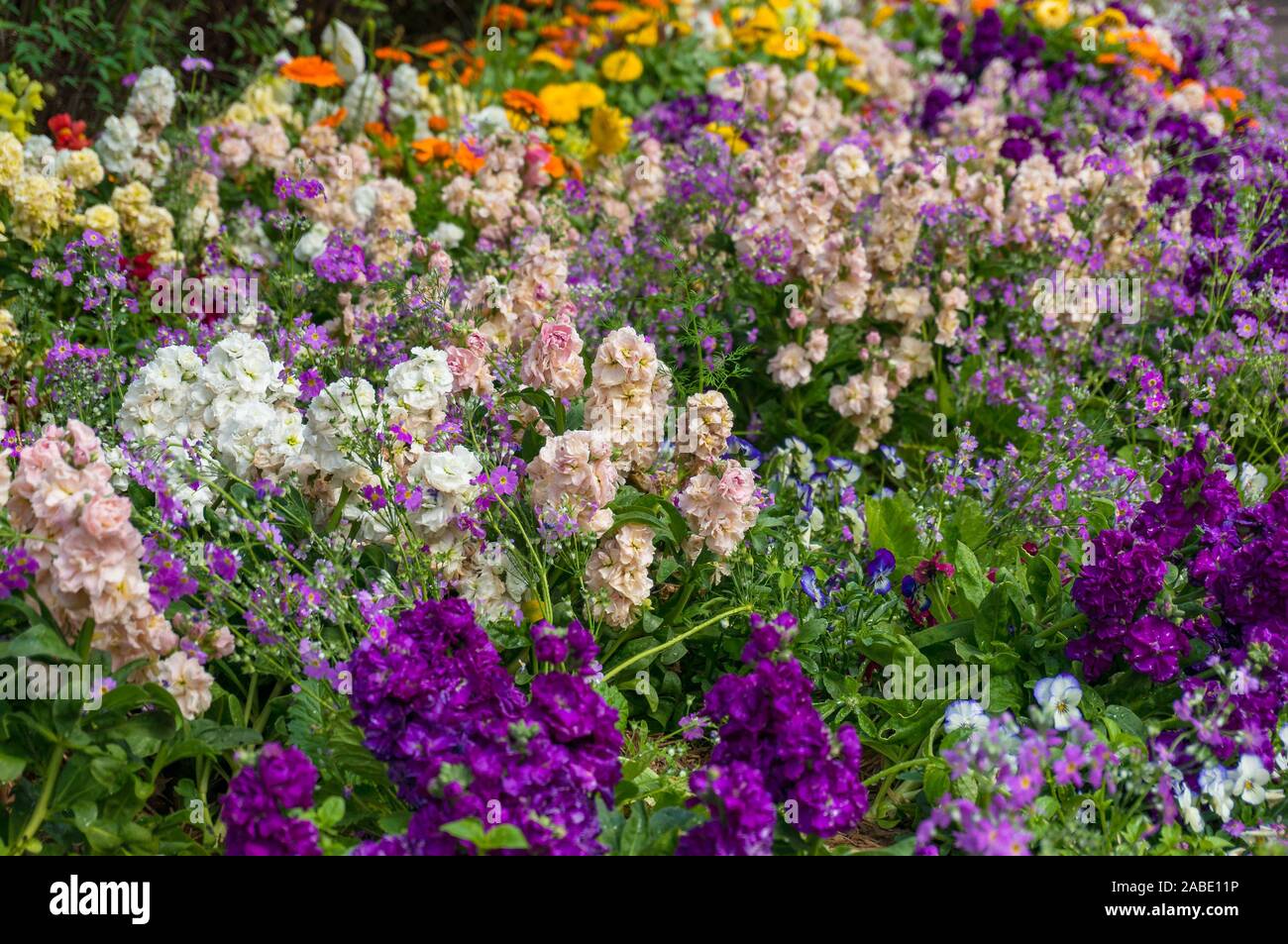 Bright and colorful spring flowers after rain with water drops on ...