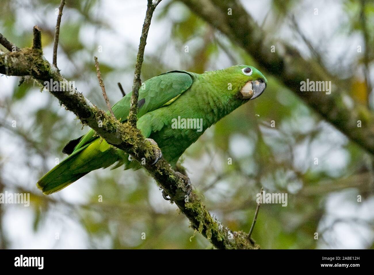 Mealy Parrot (Amazona farinosa Stock Photo - Alamy