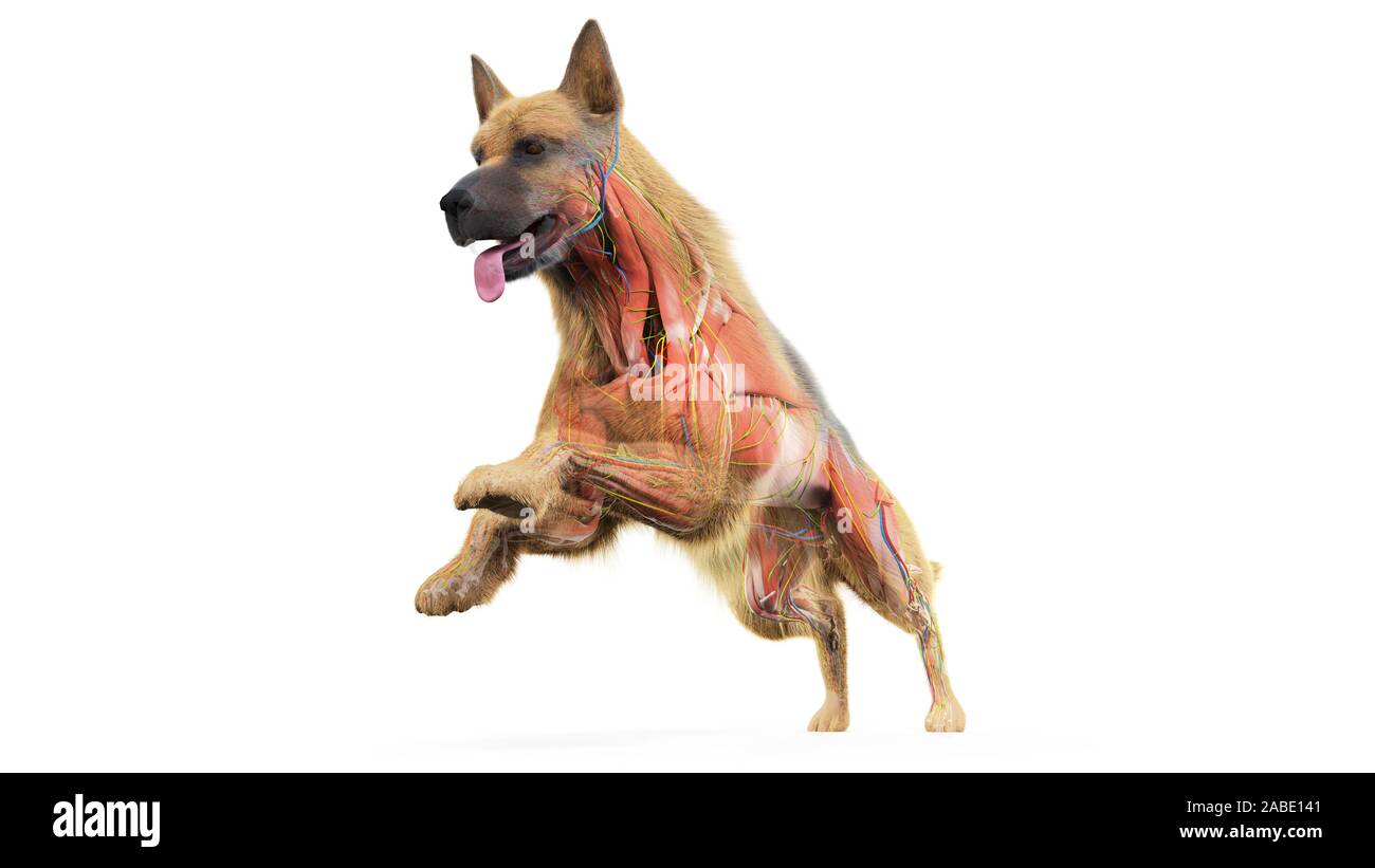 3d rendered medically accurate illustration of a dogs muscles Stock ...
