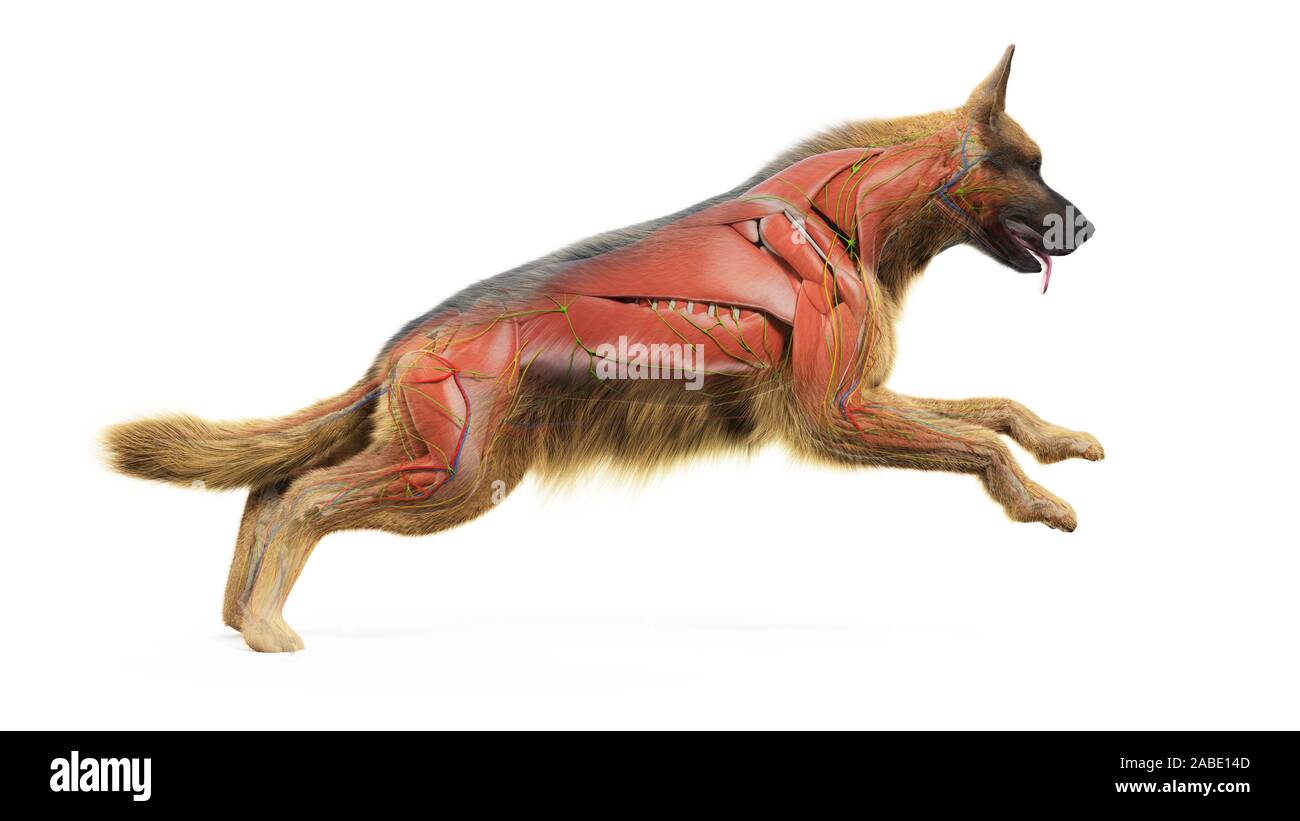 3d rendered medically accurate illustration of a dogs muscular system ...