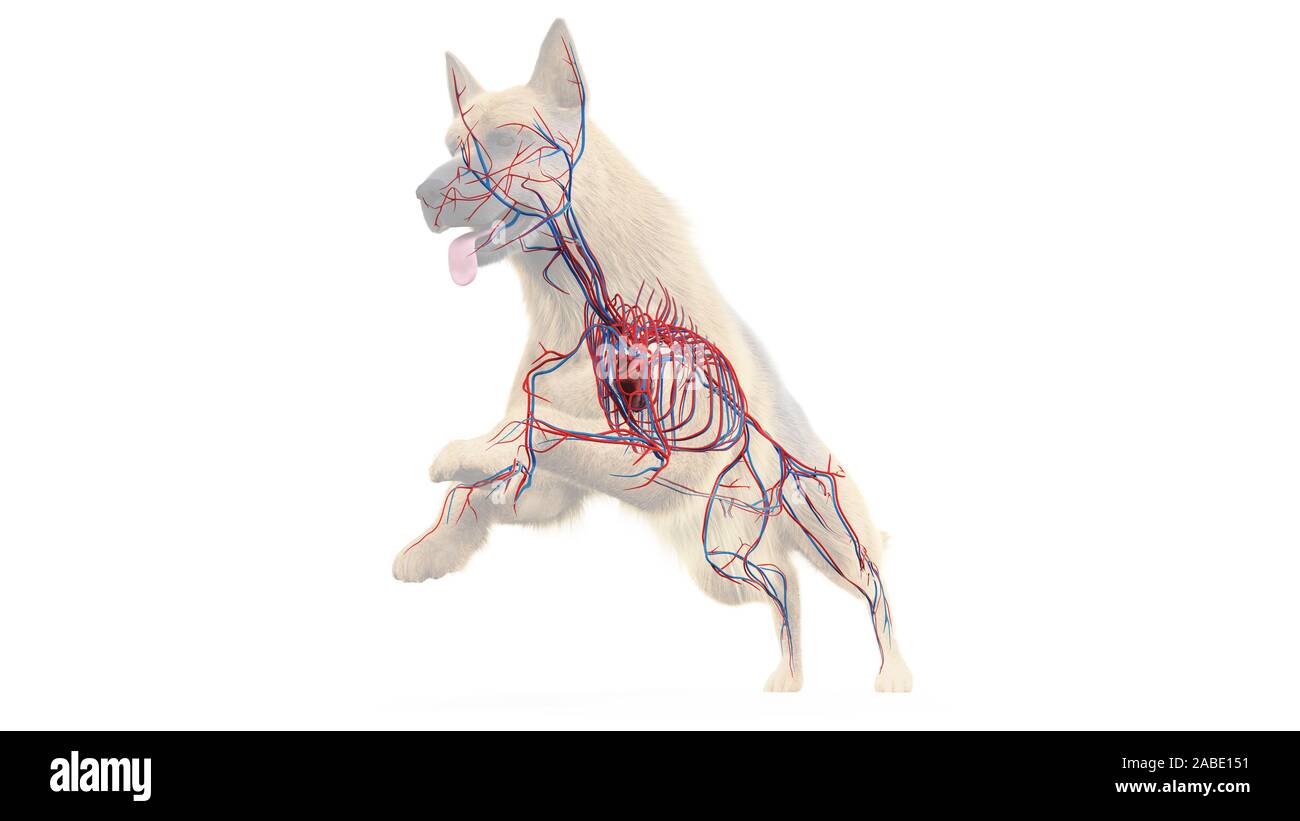 3d rendered medically accurate illustration of a dogs vascular system ...