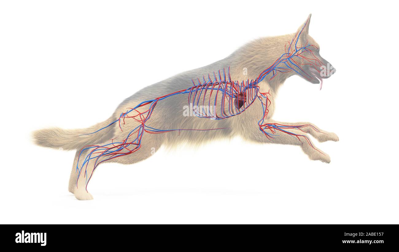 3d rendered medically accurate illustration of a dogs hi-res stock ...
