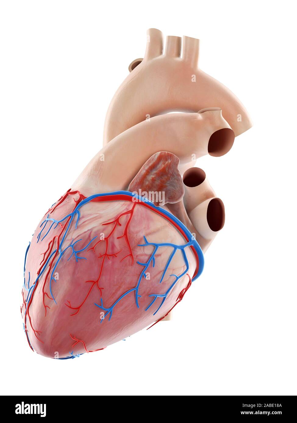 3d rendered medically accurate illustration of the human heart Stock ...
