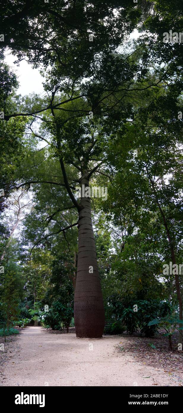 Bottle green tree hi-res stock photography and images - Alamy