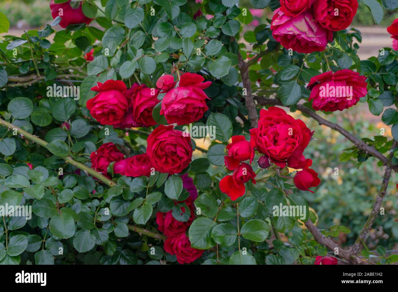 Colourful and vivid rose flowers in bloom. Nature background Stock ...