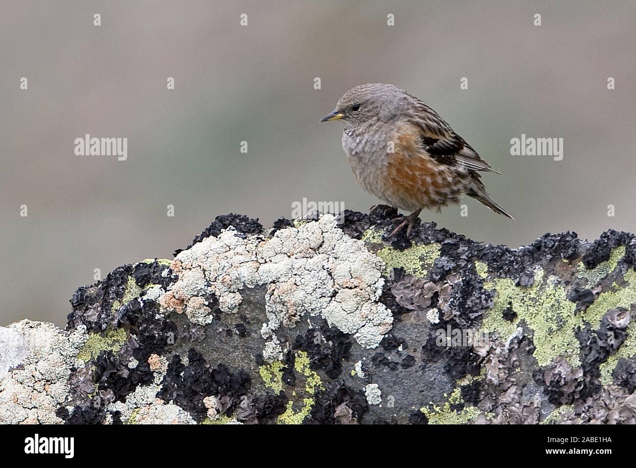 Alpine Accentor (Prunella collaris Stock Photo - Alamy