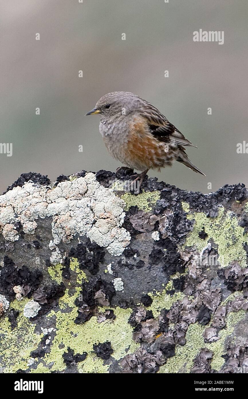 Prunella collaris hi-res stock photography and images - Alamy