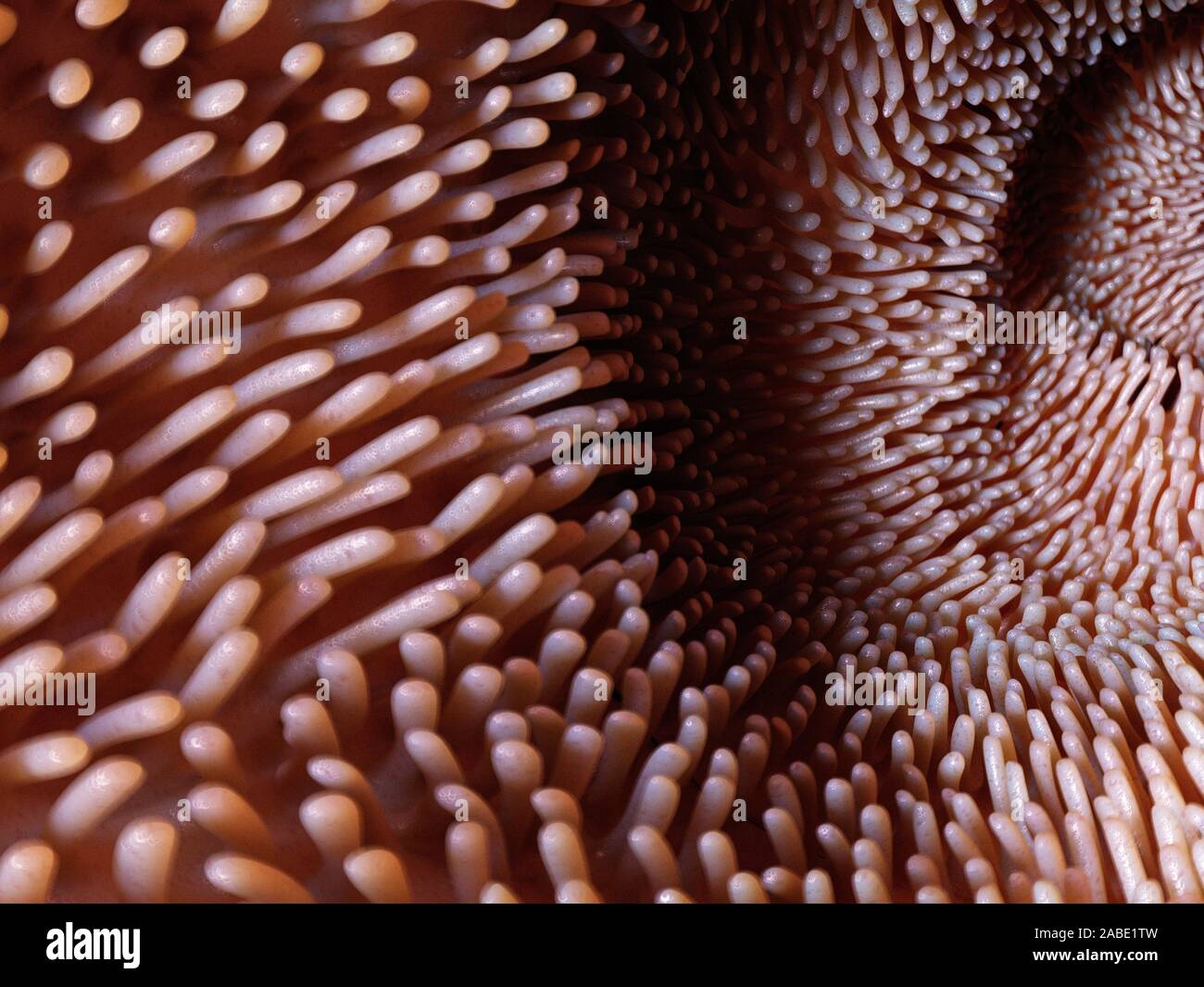 3d rendered medically accurate illustration of the intestinal villi ...