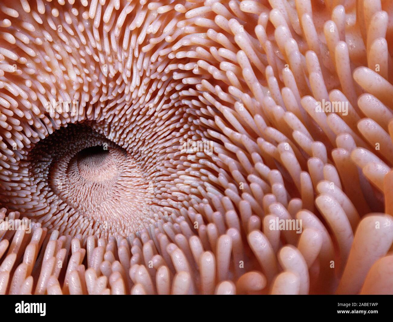 3d rendered medically accurate illustration of the intestinal villi ...