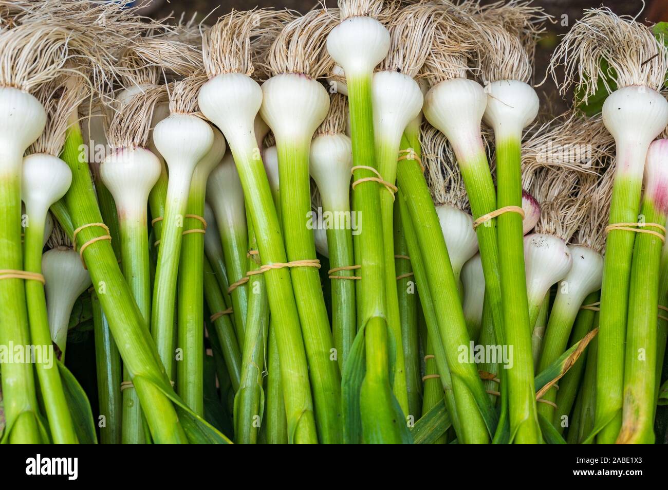 Fresh spring onion bundle on farmers market. Food background Stock ...