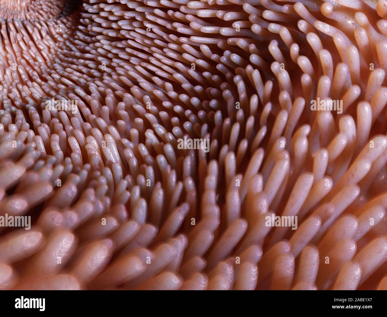 3d rendered medically accurate illustration of the intestinal villi ...