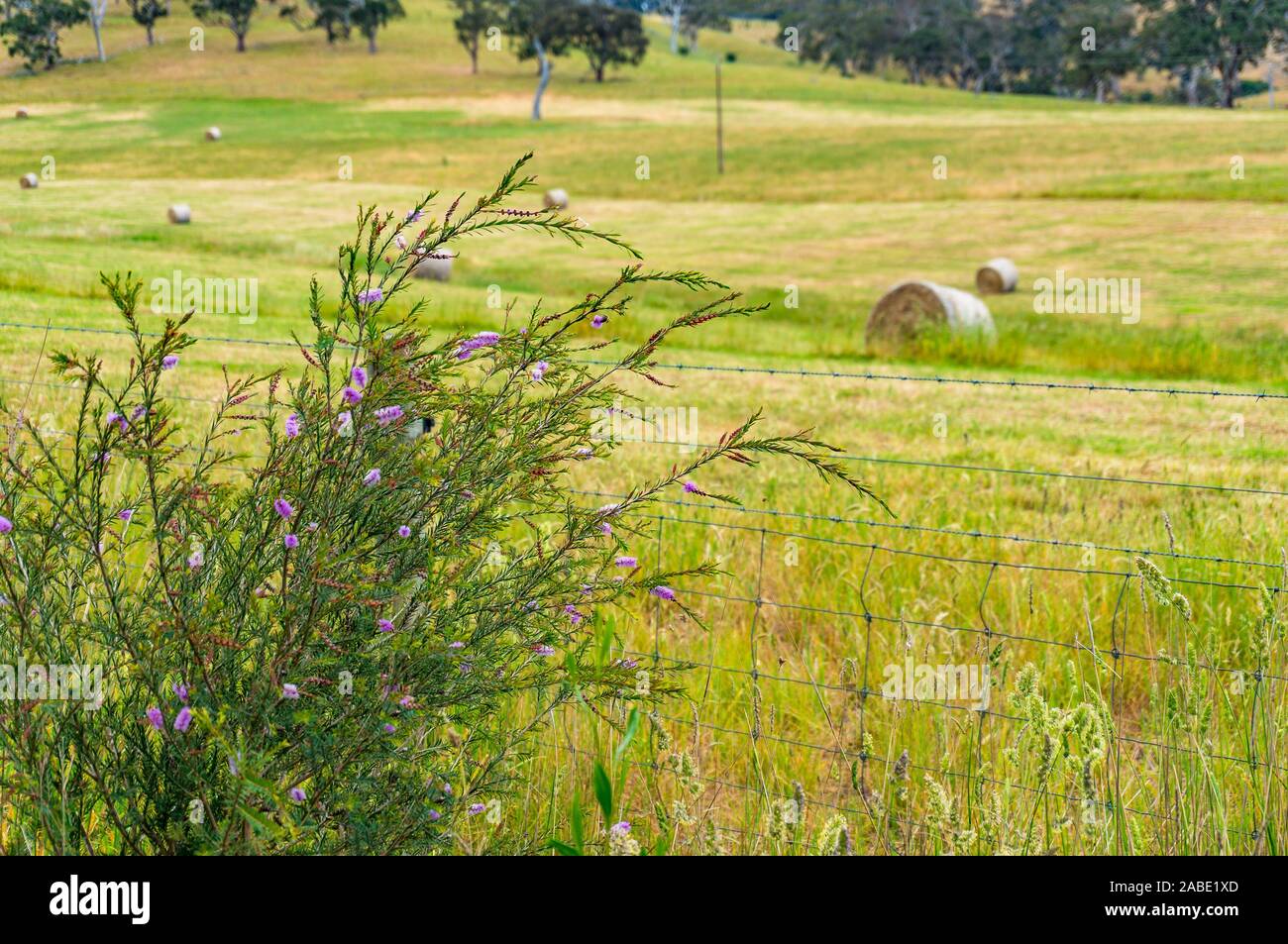 Australian native grass hi-res stock photography and images - Alamy