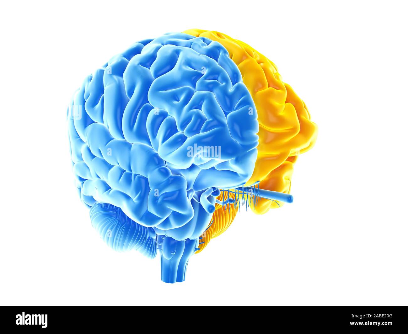 3d rendered medically accurate illustration of the two brain ...