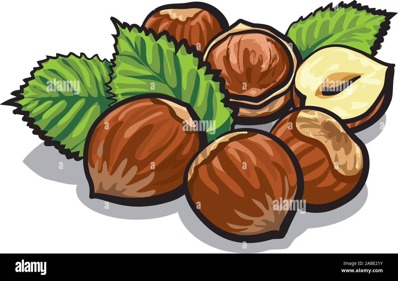 Hazelnut Clipart