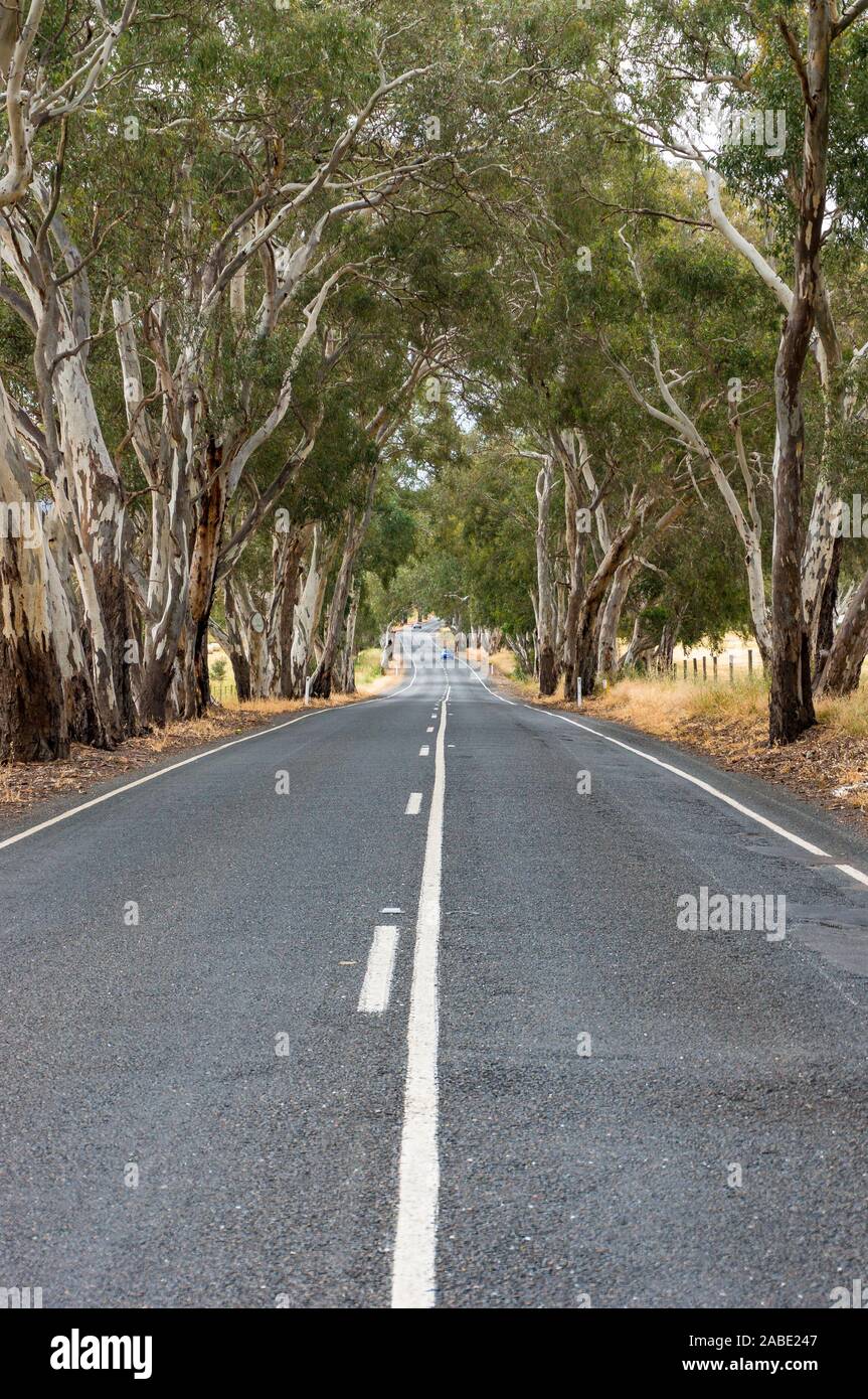 Picturesque countryside road with eucalyptus trees on sides. Australian ...