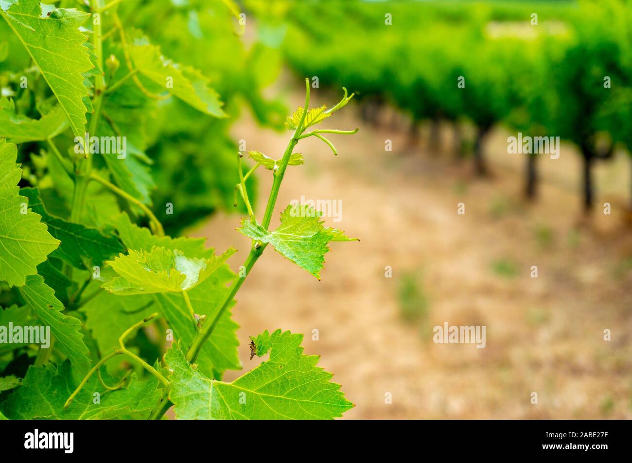 Grape vine shoot close up close up hi-res stock photography and images ...