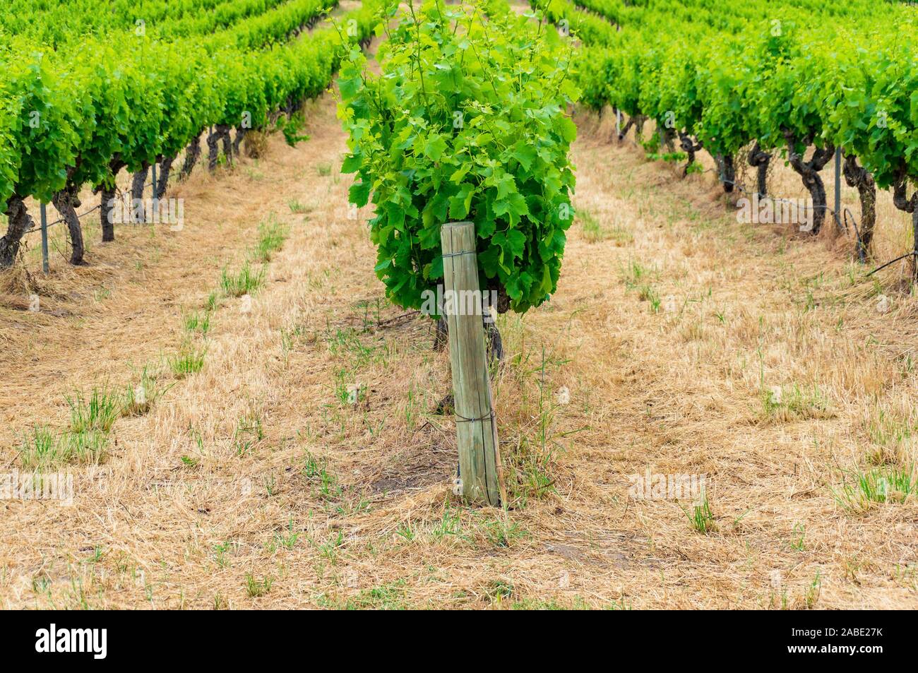 Rows of grape vine plants in vineyard. Wine industry nature background ...