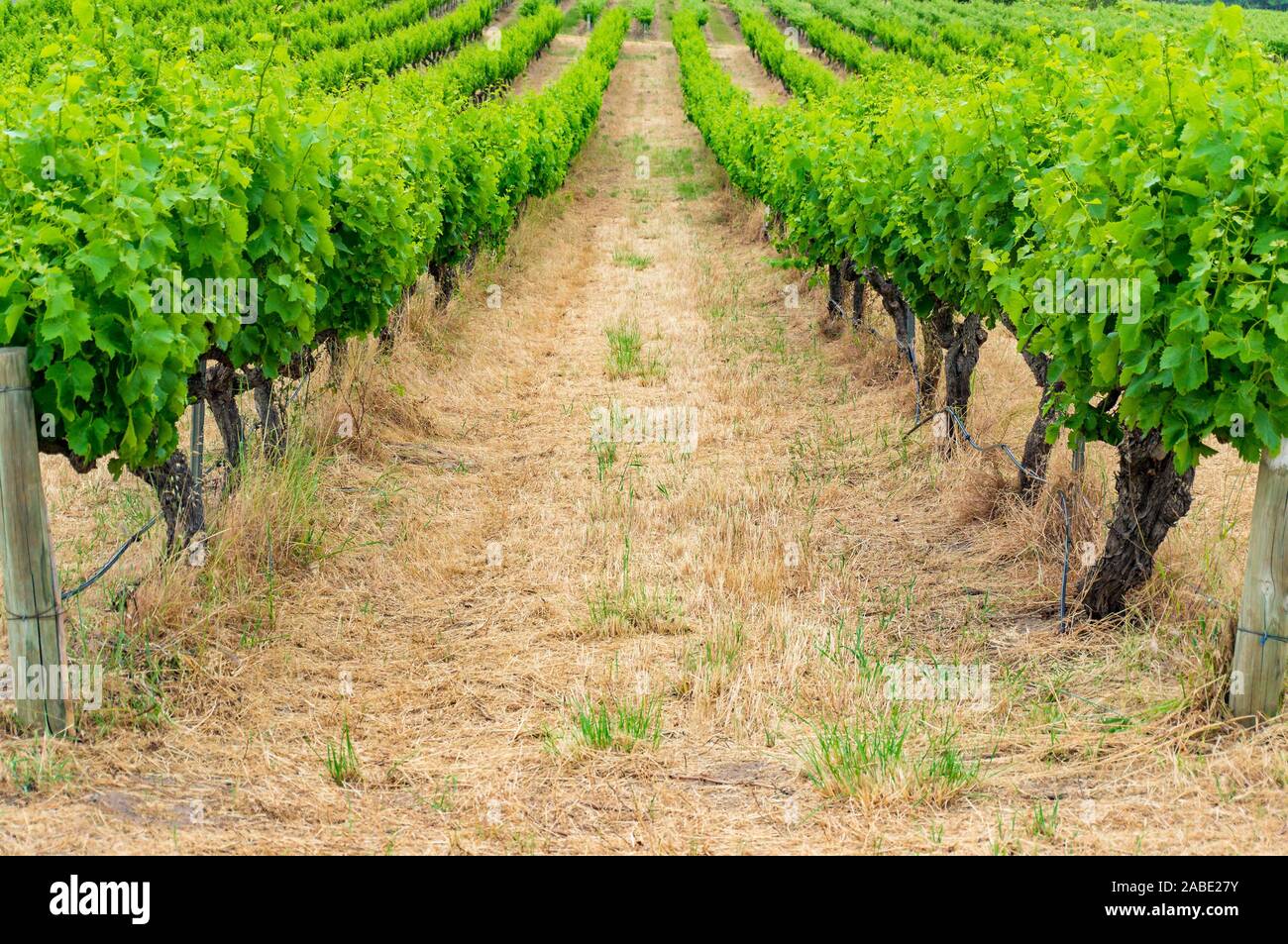 Rows of grape vine plants in vineyard. Wine industry nature background ...