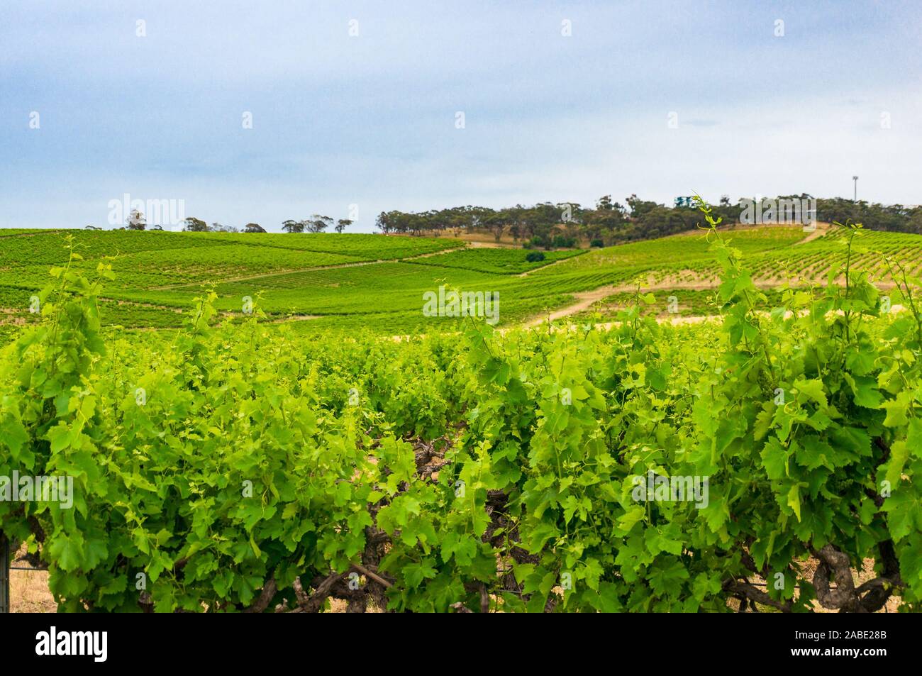 Spectacular winery landscape with green grape vine plants. Wine ...