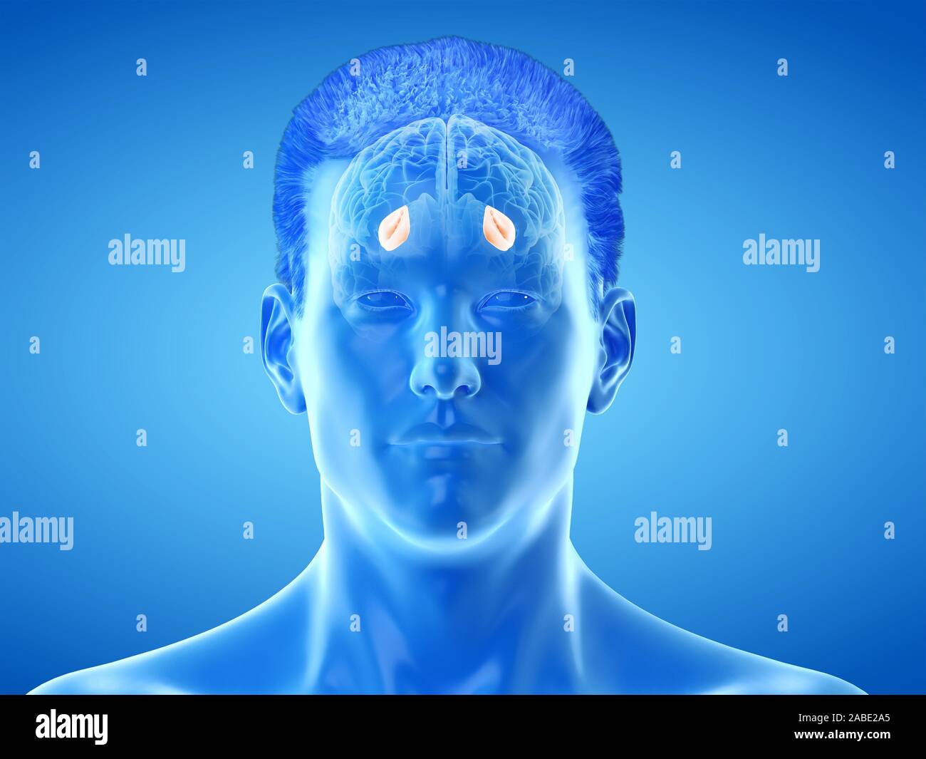 3d rendered medically accurate illustration of the brain anatomy - the ...