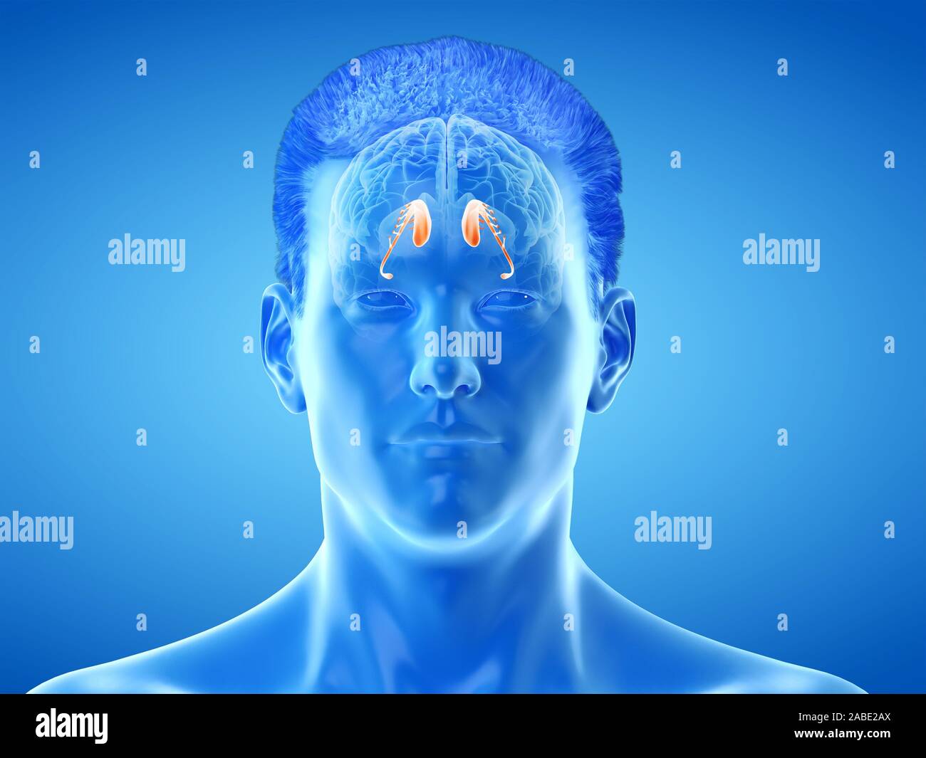 3d rendered medically accurate illustration of the brain anatomy - the ...