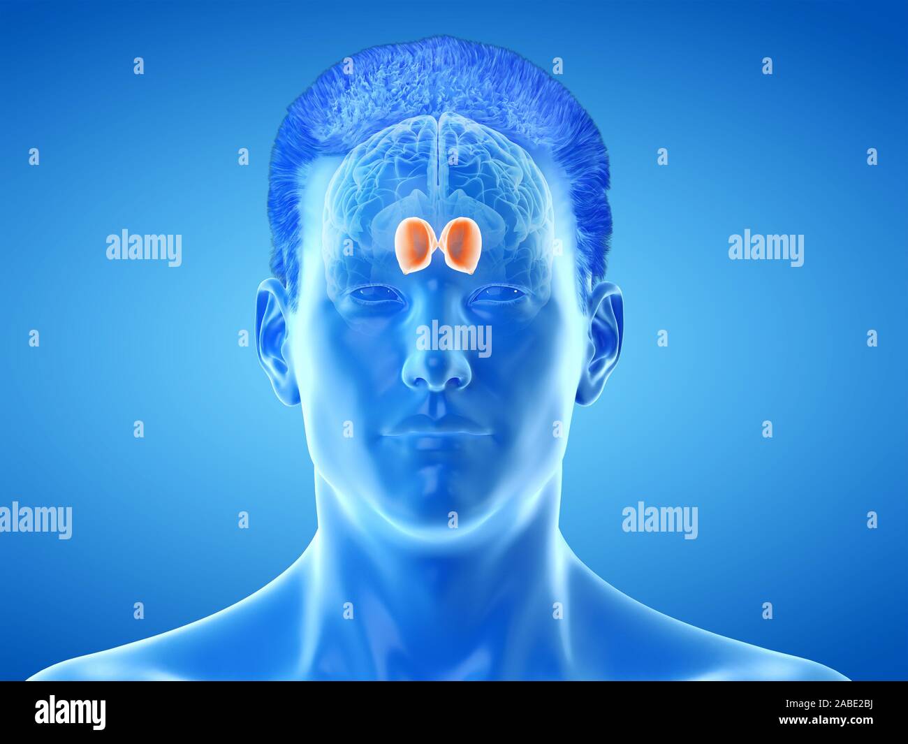 3d rendered medically accurate illustration of the brain anatomy - the ...