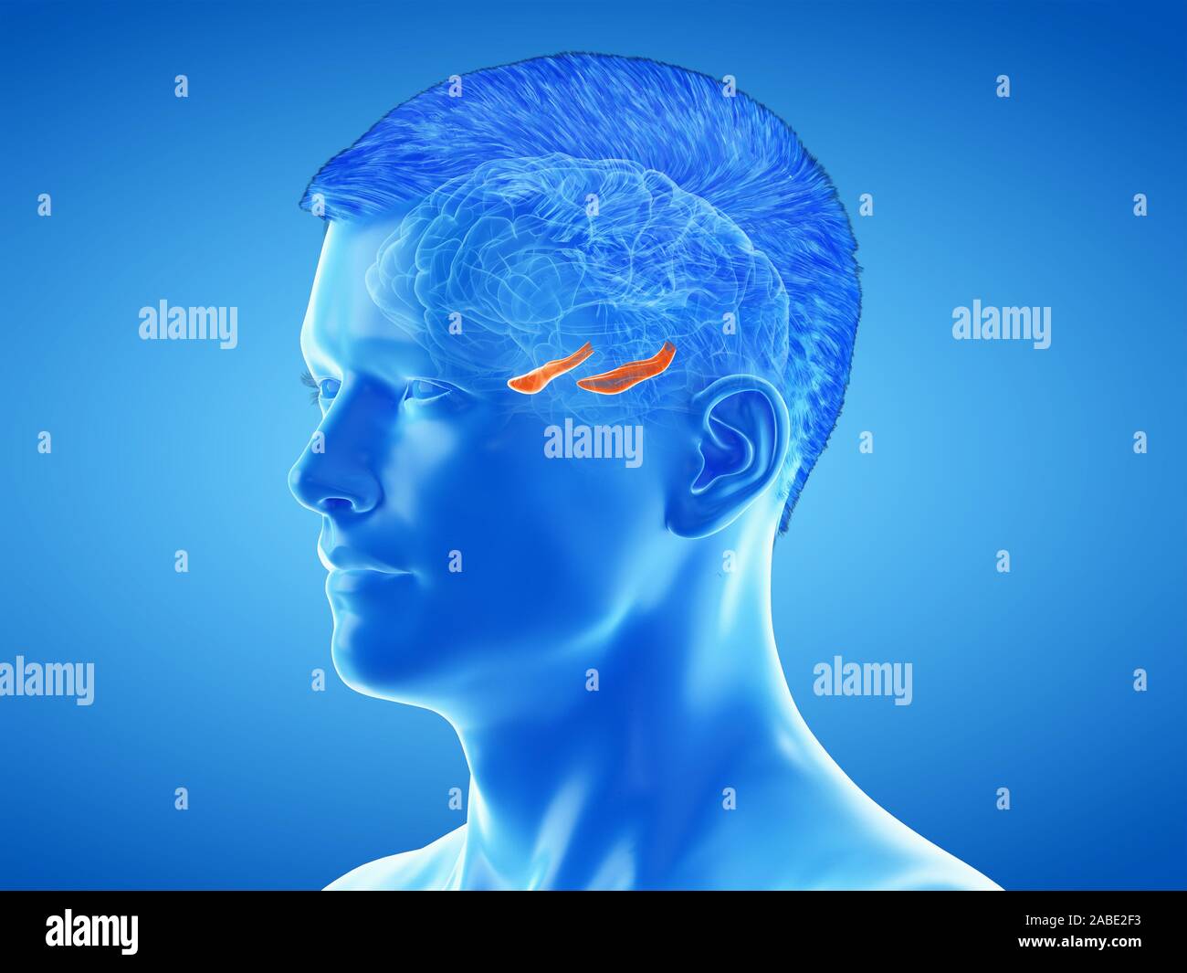 3d rendered medically accurate illustration of the brain anatomy - the ...