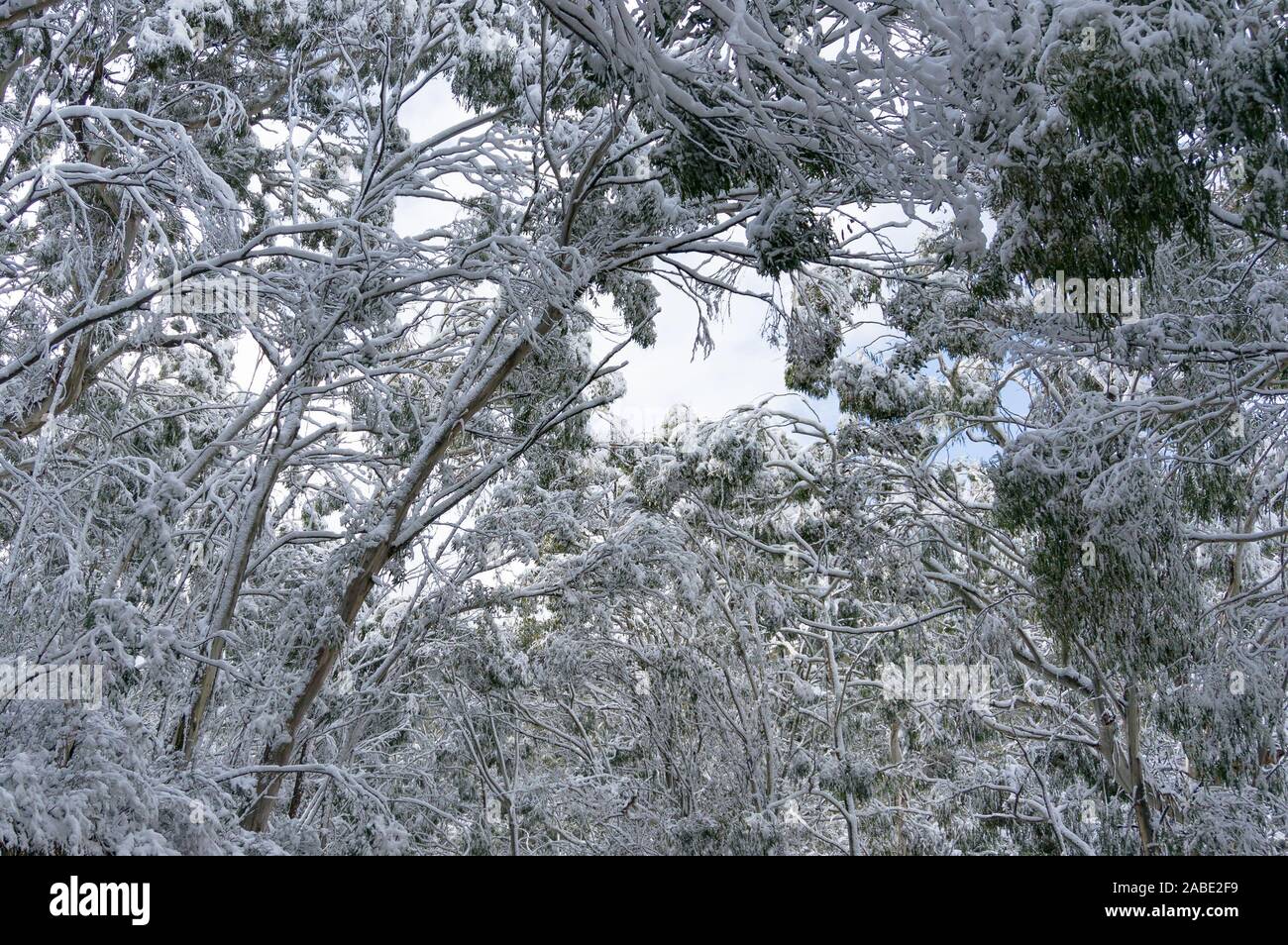 Australian snow season hi-res stock photography and images - Alamy