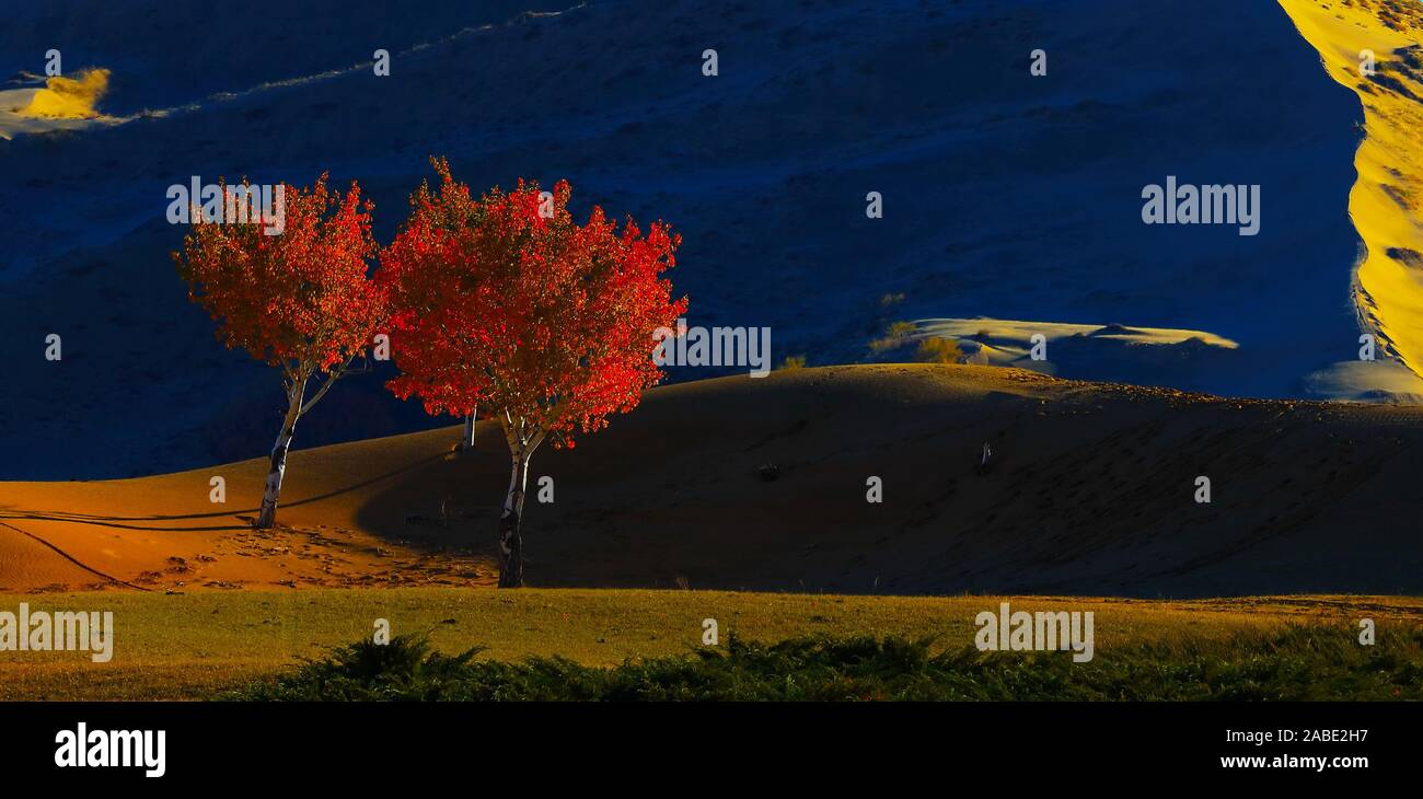 An autumn view of poplars scattering among a desert in Habahe county ...
