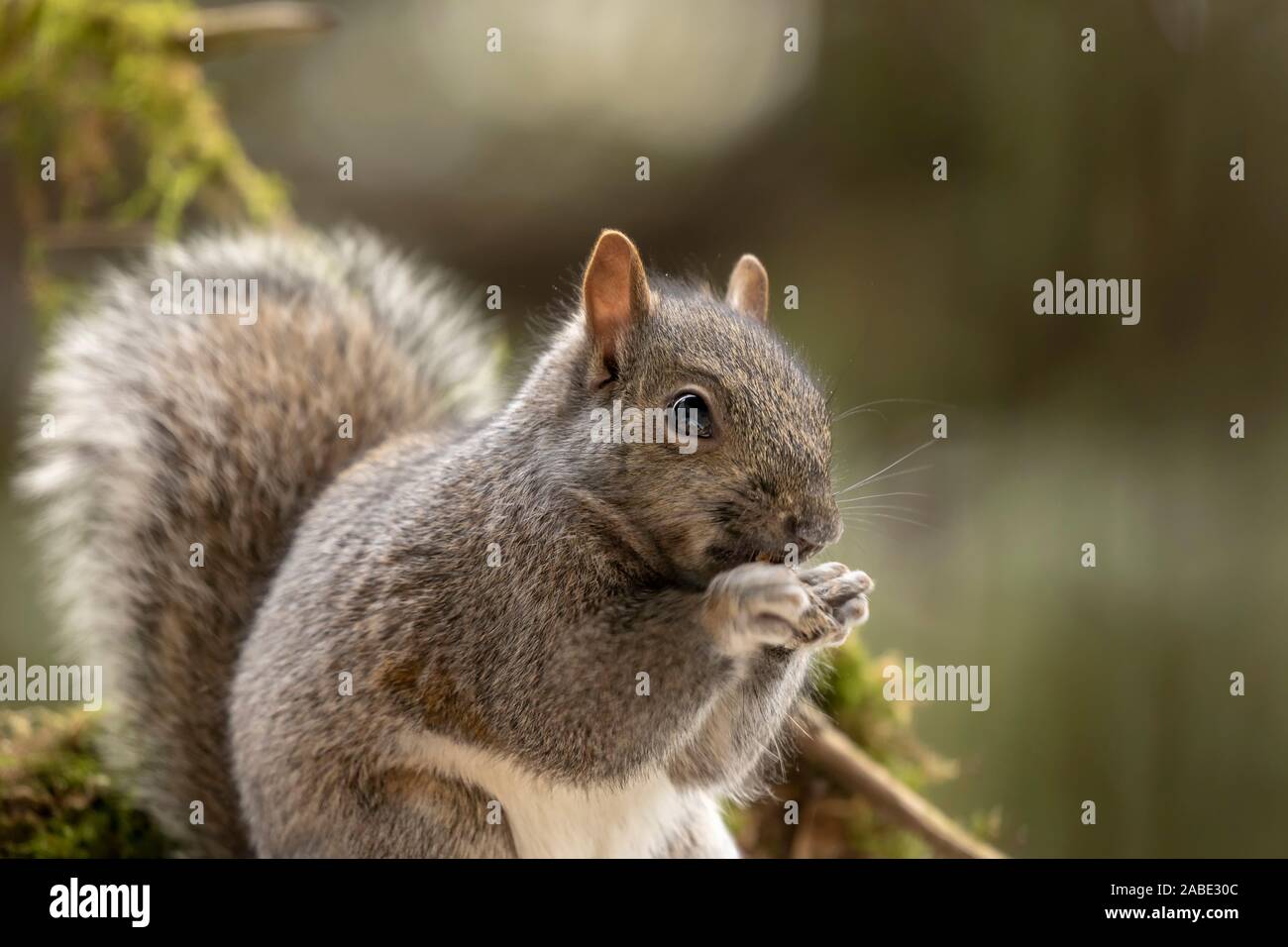Eastern gray squirrel, known as the grey squirrel is native animal to ...